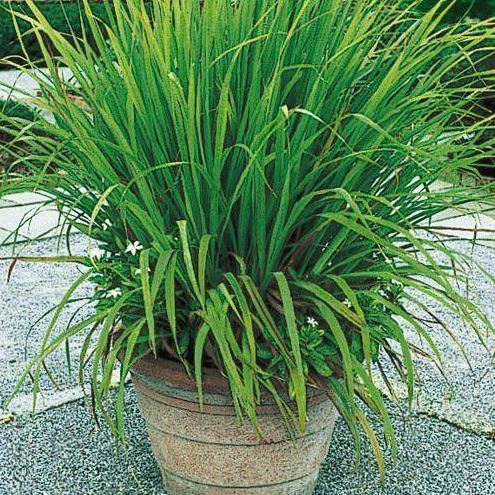 Cymbopogon Citratus