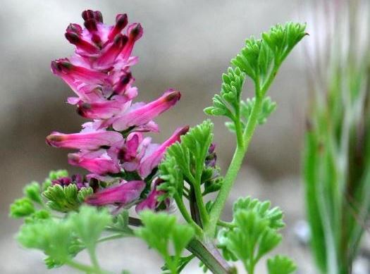 Fumaria Officinalis