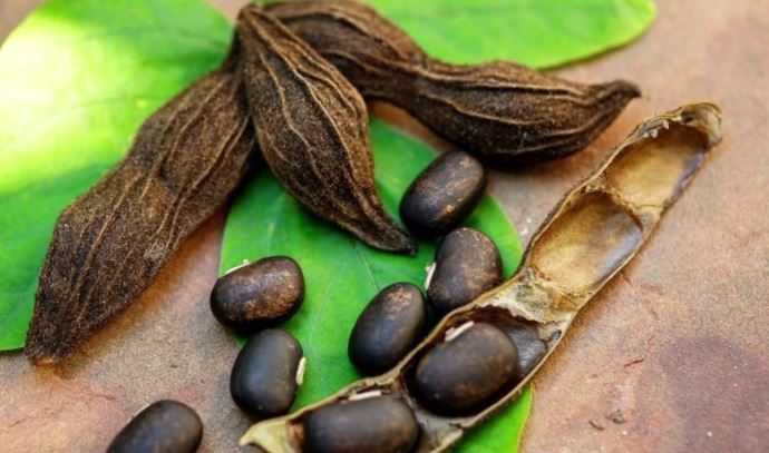 Mucuna Pruriens